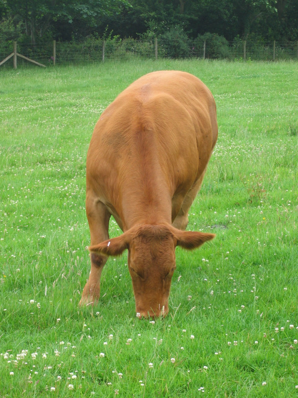 Annual Reports & WLBP Documents