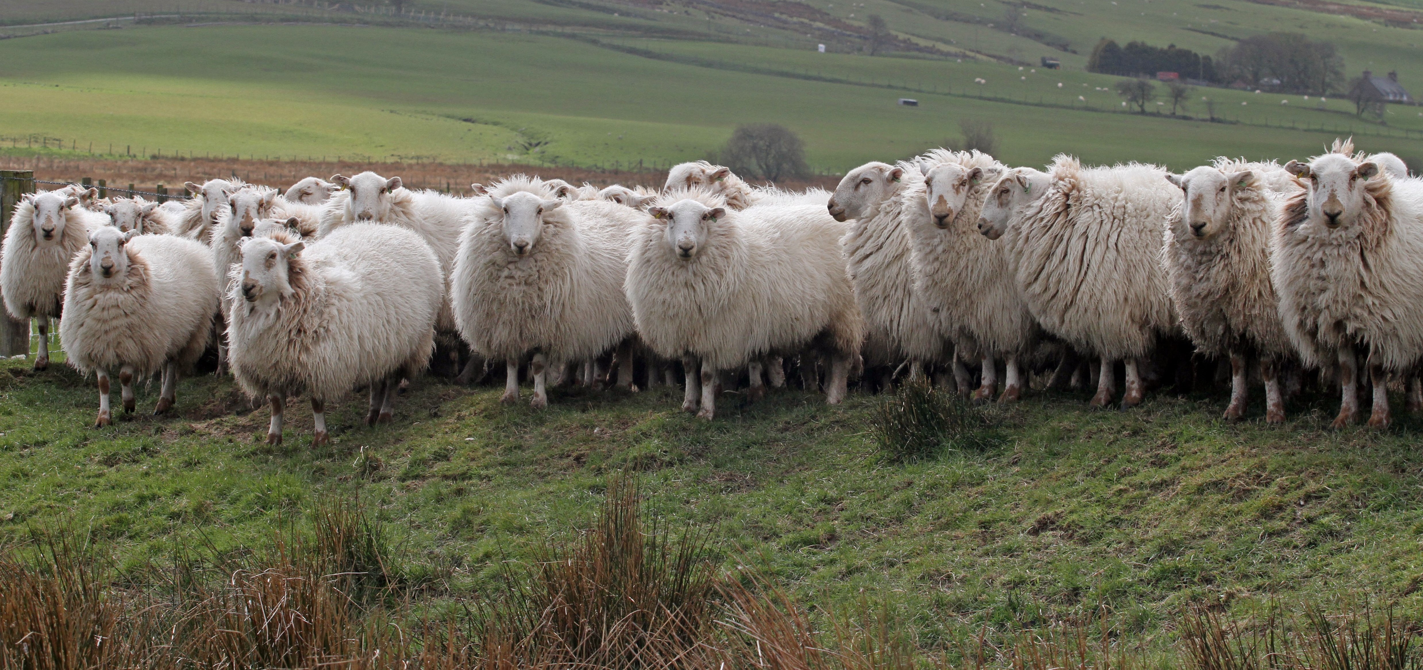 Annual Reports & WLBP Documents